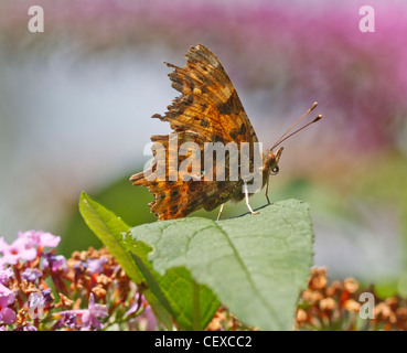 Comma Butterfly, Polygonia c-album,perched in a UK meadow Stock Photo ...