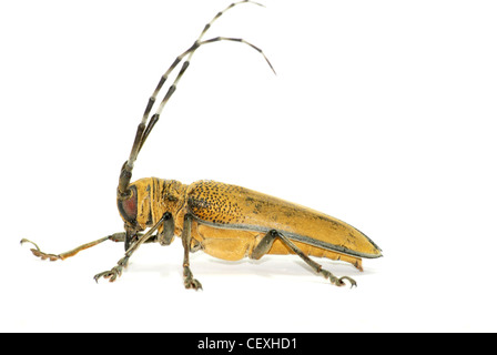 insect mulberry borer beetle (Apriona germarii) isolated in white ...