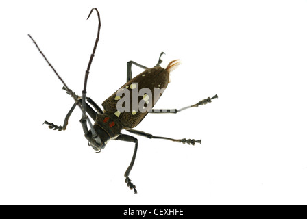 insect long horn beetle isolated Stock Photo - Alamy