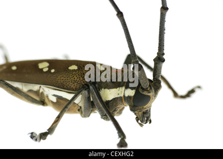 insect mulberry borer beetle (Apriona germarii) isolated in white ...