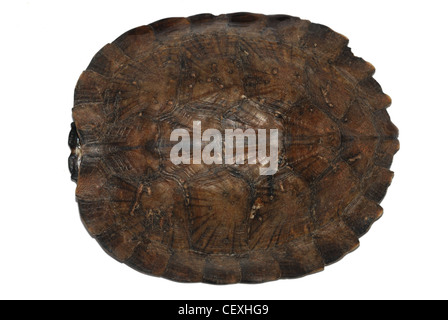 Asian leaf turtle (Cyclemys dentata Stock Photo - Alamy