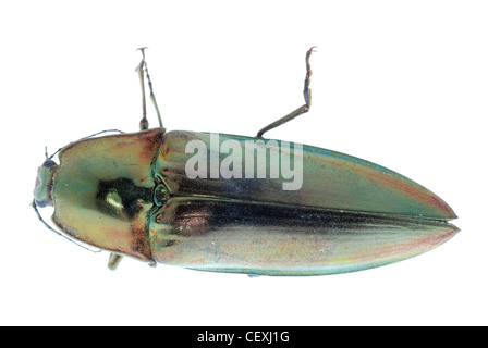 shiny green click beetle insect (Camposoternus auratus) isolated Stock ...