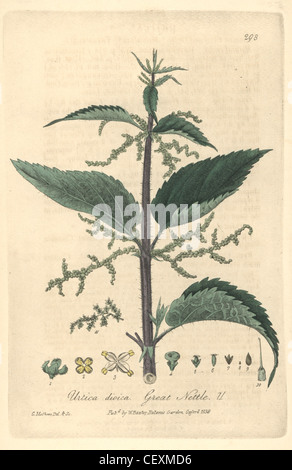 Stinging nettle, Urtica dioica. Handcoloured copperplate engraving from ...
