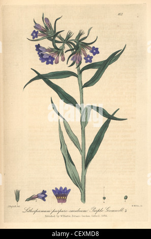 Purple gromwell, Lithospermum purpuro-coeruleum. Handcoloured ...