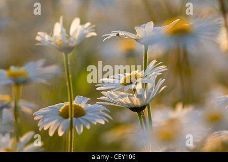 Oxeye daisy / Ox-eye Daisy / Moon daisies (Leucanthemum vulgare ...