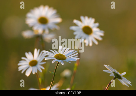 Oxeye daisy / Ox-eye Daisy / Moon daisies (Leucanthemum vulgare ...