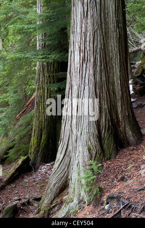 Large tree trunks and forest floor Stock Photo - Alamy