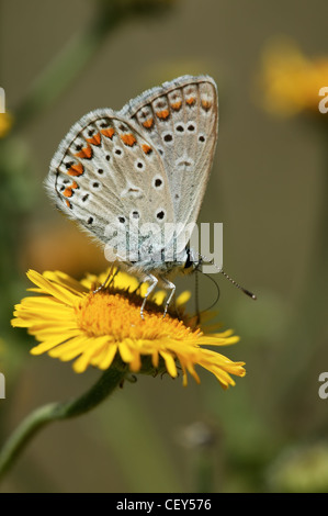 A close up of a beautiful yellow butterfly with black dots standing on ...