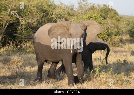 Half of an elephant Stock Photo - Alamy