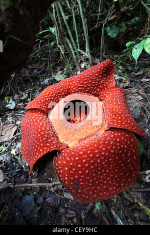 Rafflesia (Rafflesia arnoldii) flower. Bukittinggi, West Sumatra ...