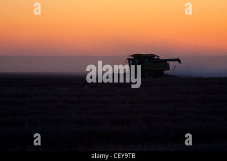 Combining Canola at sunset Stock Photo - Alamy
