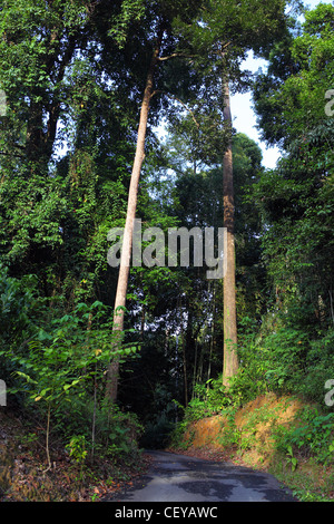Rainforest, Sepilok Rainforest Discovery Center, Sabah, Borneo ...