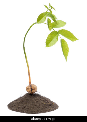 Walnut tree, seedling Stock Photo: 96676268 - Alamy