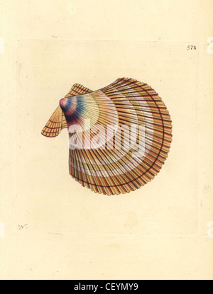 Icelandic scallop, Chlamys islandica. Illustration drawn and engraved ...
