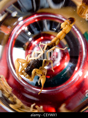 A close up of a preserved scorpion in a glass jar suspended in alcohol ...