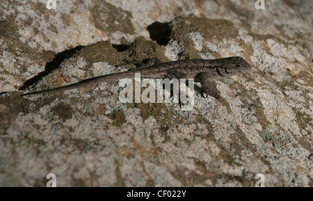 eastern fence lizard on sandstone rock lichen Red River gorge Kentucky ...