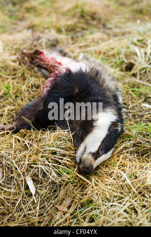 Badger carcass partially mutilated by other animals Weingarten Baden ...
