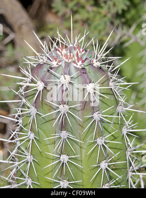 Green cactus with sharp needles and pink purple flower Stock Photo - Alamy
