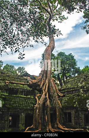 temples, fig tree, ta prohm, temple, fig trees, ta prohms Stock Photo ...