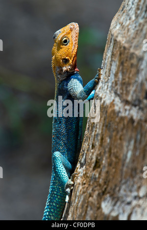 A Tree Agama lizard climbing a tree Stock Photo - Alamy