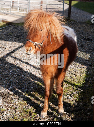 Falabella miniature horse Stock Photo - Alamy