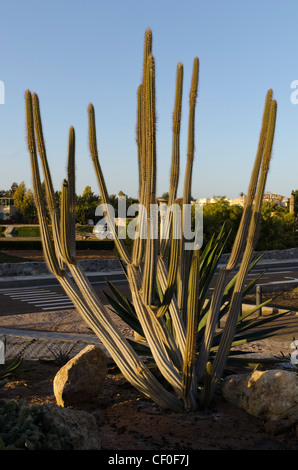 Cactus in Egypt Stock Photo - Alamy