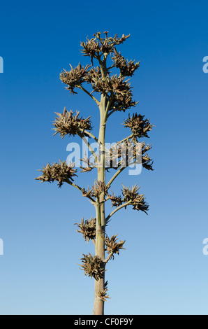 Big cactus in Egypt Stock Photo - Alamy