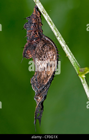 A pupa of the Red Postman butterfly Stock Photo - Alamy
