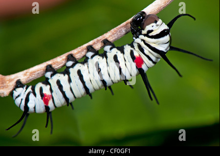 Large Tree Nymph Caterpillar Stock Photo - Alamy