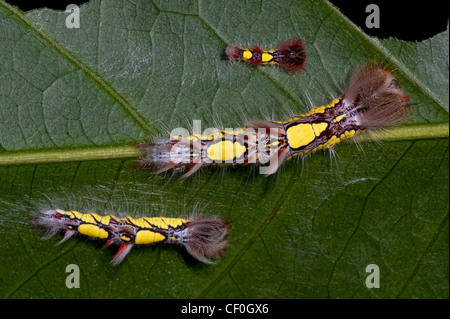 Blue Morpho Butterfly Caterpillar, Morpho peleides, Nymphalidae. South ...