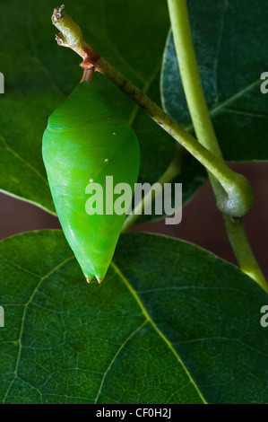 Blue morpho Morpho peleides butterfly pupae hatching Central America ...