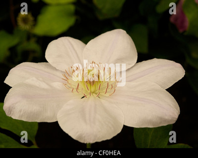 White Clematis flower with yellow anthers Stock Photo - Alamy