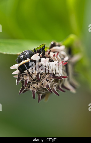 Emerald-patched Cattleheart - Parides sesostris, beautiful colored ...