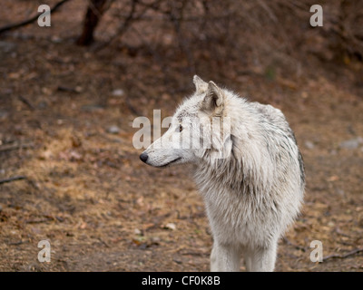 A wolf in the wild protects its territory Stock Photo - Alamy