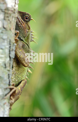 Horned forest dragon / Acanthosaura capra Stock Photo - Alamy
