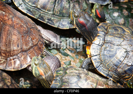 tortoises in the jade emporer pagoda in vietnam Stock Photo - Alamy