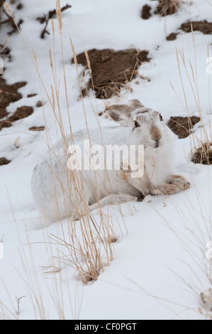 Stock photo of a white-tailed jackrabbit in winter pelage Stock Photo ...
