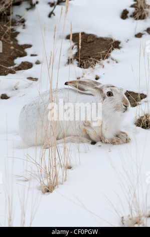 Stock photo of a white-tailed jackrabbit in winter pelage Stock Photo ...