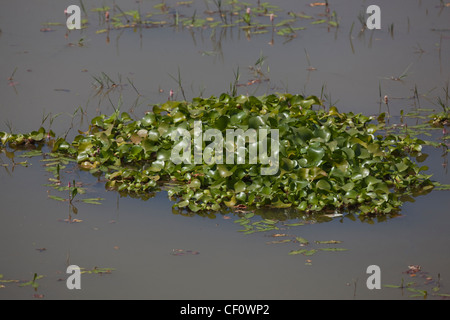 Water hyacinth, Eichhornia crassipes, introduced aquatic weed, covering ...