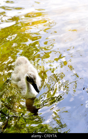 portrait of a signet (baby swan Stock Photo - Alamy