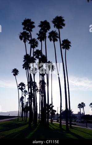 Palm Trees in Santa Barbara Beach Stock Photo - Alamy