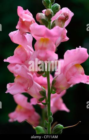 Close-up of pink snapdragon flowers, known for their distinctive shape ...