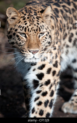 Female Amur leopard walking towards camera Stock Photo - Alamy