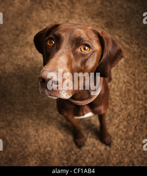 Curious dog looking up Stock Photo - Alamy