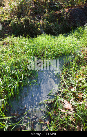 The famous Templar Firs mud springs, an SSSI where Jurrasic mud bubbles ...