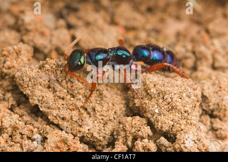 Wingless female flower wasp (Tiphiidae Stock Photo - Alamy