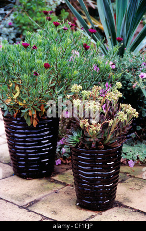 Yukka plant about to bloom in the garden Stock Photo: 15150704 - Alamy