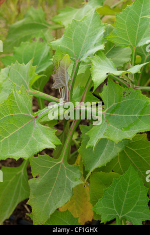 Yacon, Peruvian ground apple (Smallanthus sonchifolius), roots. Studio ...