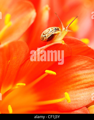 small snail house resting on sea shore rock in summer sunshine macro ...