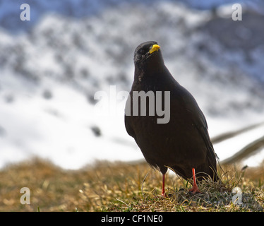 alpine chough (Pyrrhocorax graculus), walking in a mountain meadow ...